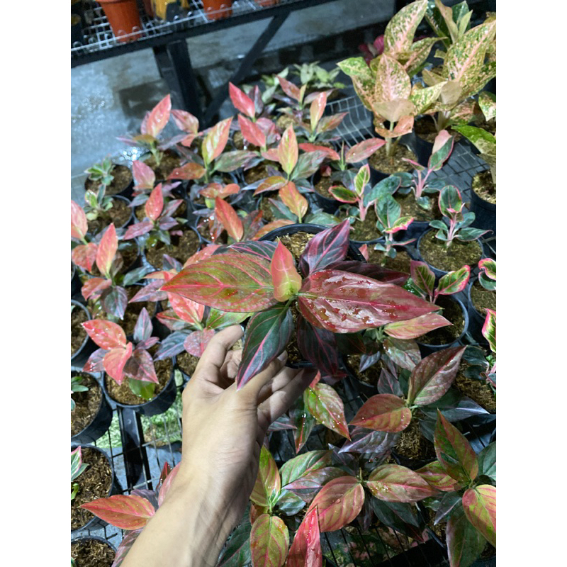 Jual Red vien | Shopee Indonesia