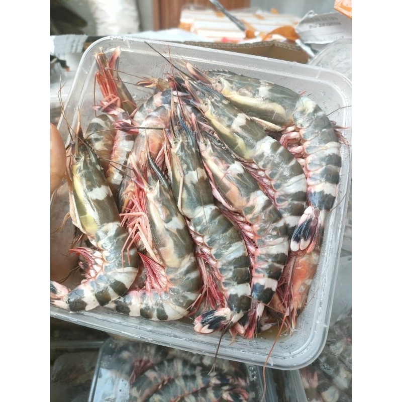 Jual Citul Bunda - UDANG WINDU CAT BOX Frozen -+1KG | Shopee Indonesia