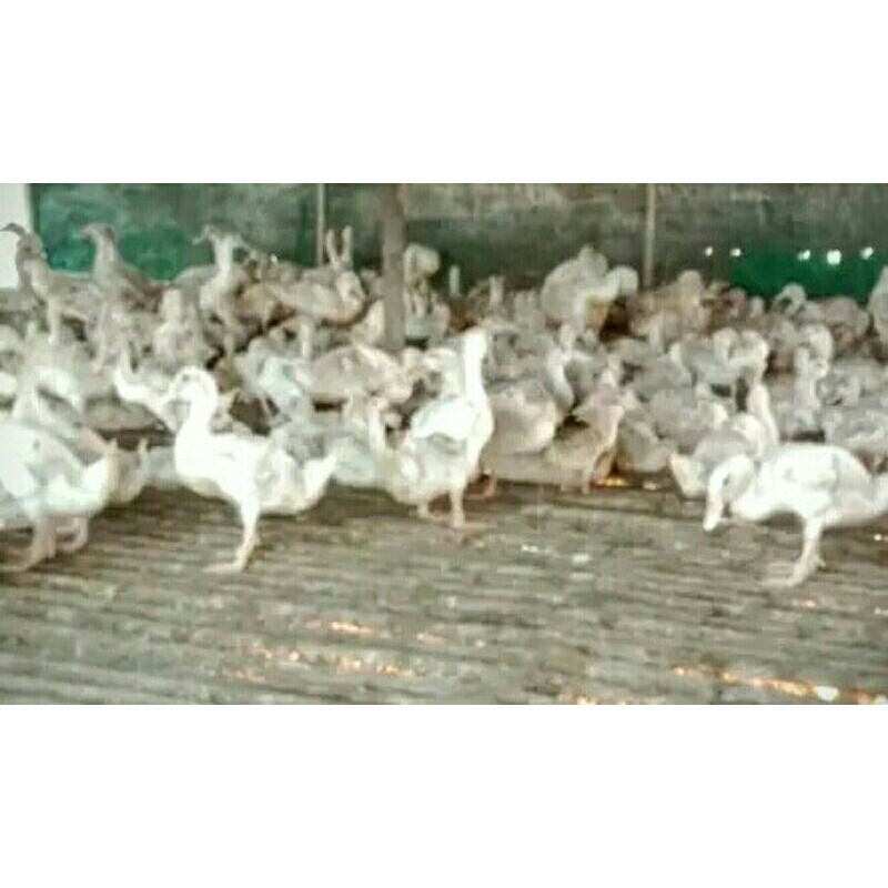 Jual bebek peking muda berat 1.7kg dan dikonsumsi | Shopee Indonesia
