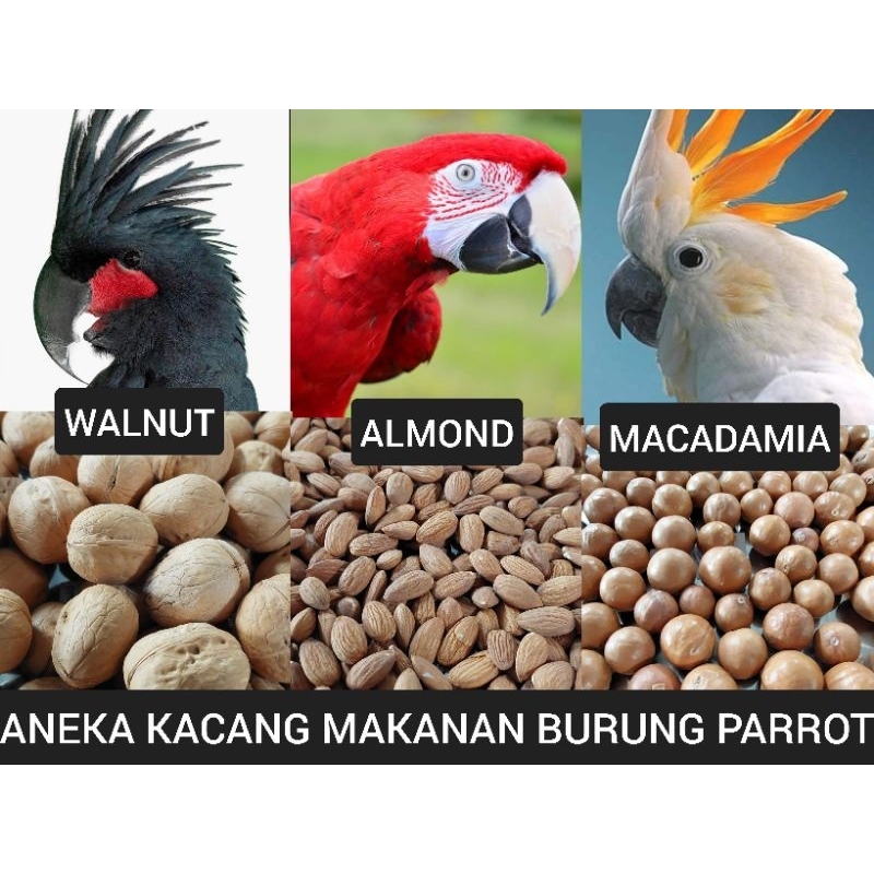 Jual Kacang Walnut Macadamia Almond Makanan Burung Parrot dan Hewan ...