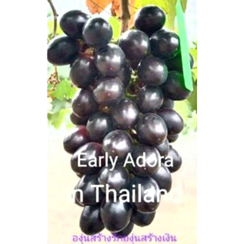 Jual Bibit Anggur Import Early Adora Grafting Asli | Shopee Indonesia