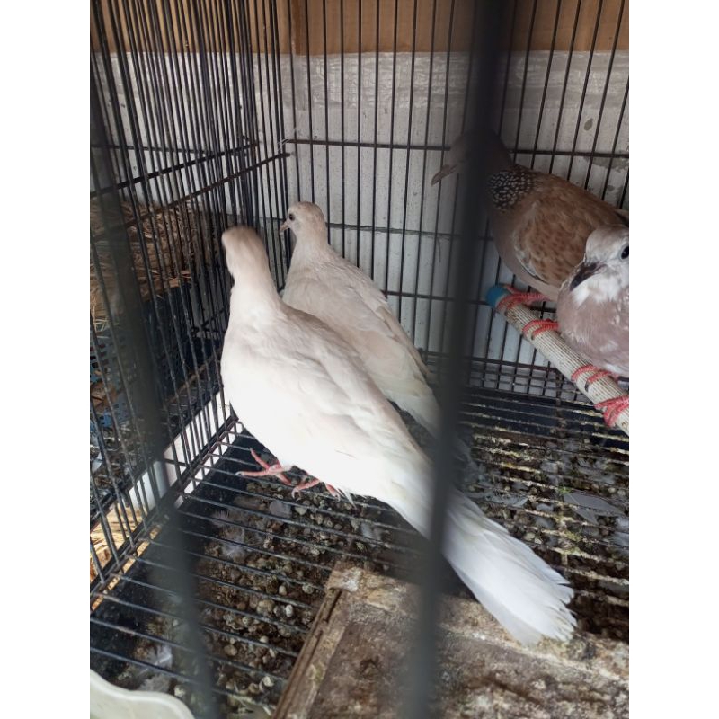 Jual tekukur putih dilute | Shopee Indonesia