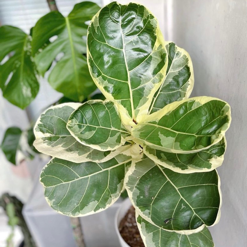 Jual tanaman hias indor katapang biola cantik variegata - ficus lyrata ...