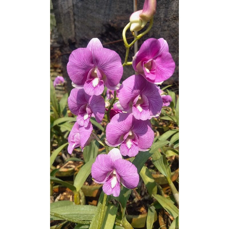 Jual Anggrek Dendrobium Airy Fancy Pink (1 rumpun bukan perbatang ...