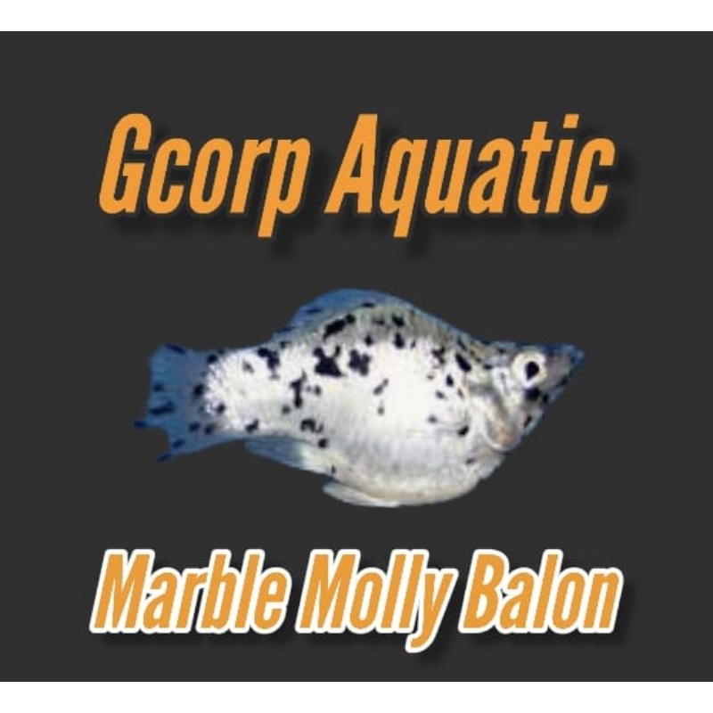 Jual Hiasan Aquarium Marble Molly Balon (Aquascape) | Shopee Indonesia