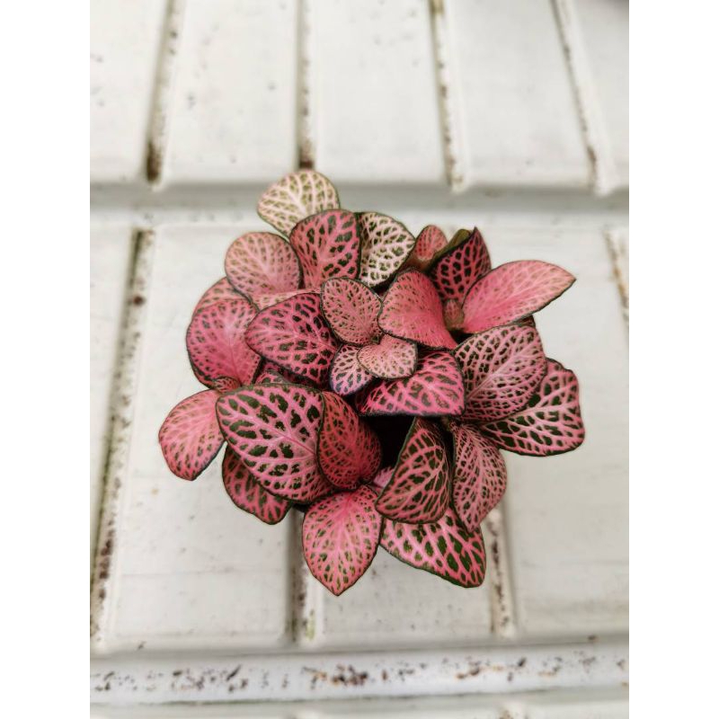 Jual Fittonia / fitonia hiasan terrarium / aquascape / paludarium ...