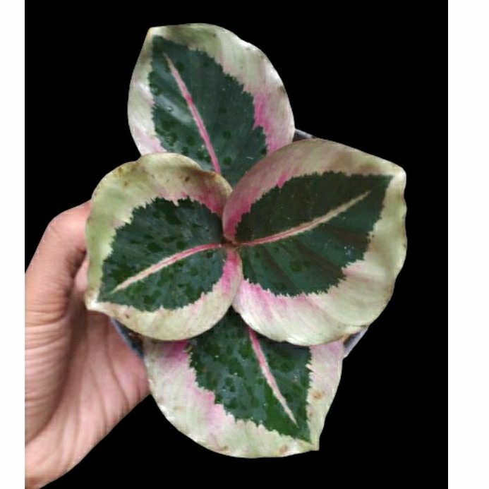 Jual Calathea cynthia harga ekonomis sesuai gambar | Shopee Indonesia