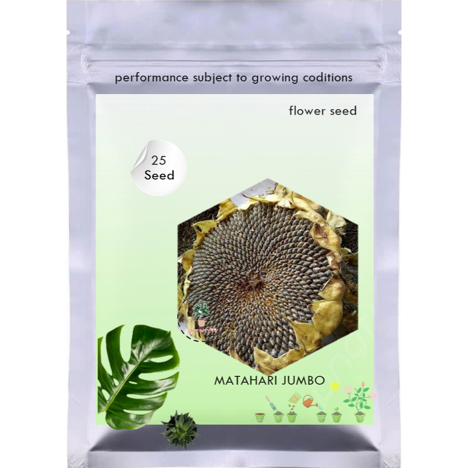 Jual 25 BIBIT BIJI BENIH TANAMAN BUNGA MATAHARI JUMBO | Shopee Indonesia