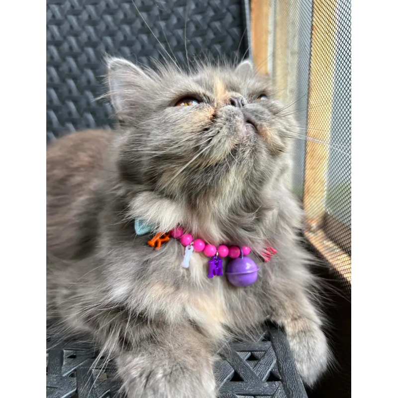Jual Kalung Kucing Custom Nama Kalung Kucing Lucu Aesthetic Kalung ...