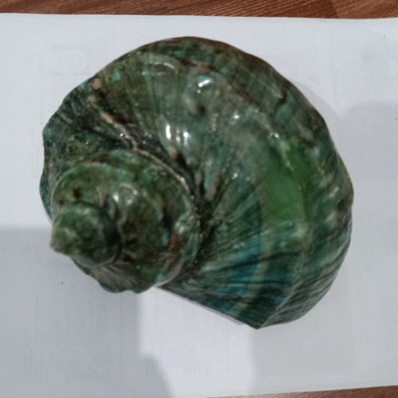 Jual ANEKA CANGKANG KERANG TURBO BESAR | Shopee Indonesia