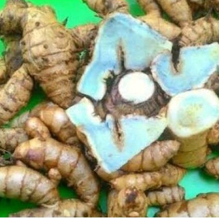 Jual TEMU IRENG/KUNYIT HITAM/TEMU HITAM SEGAR FRESH | Shopee Indonesia