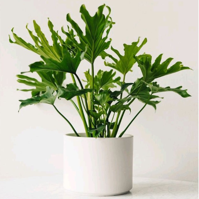 Jual PROMO! Tanaman Hias Monstera Jari Philodendron Selloum Philo Jari ...