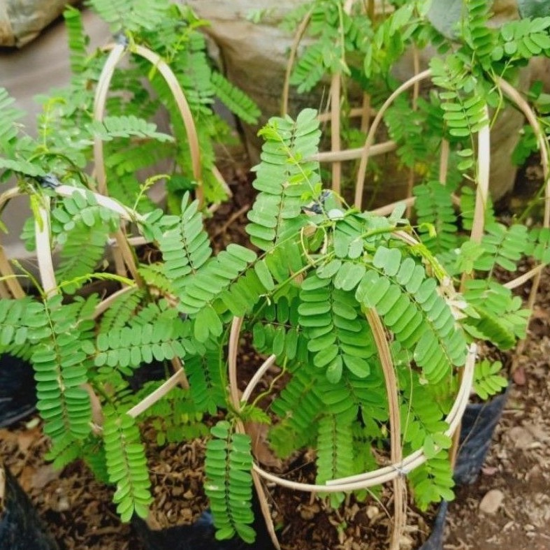Jual PROMO! Tanaman Obat Daun Saga Pohon Saga / Tanaman Herbal Daun ...