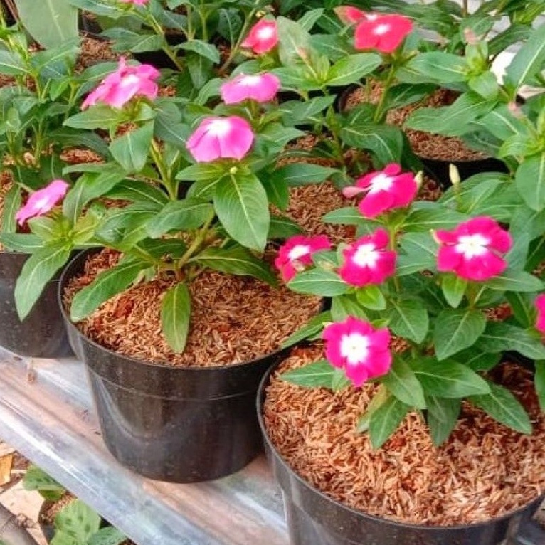 Jual Tanaman Hias Bunga Vinca (Tapak Dara) – Bunga Cantik Tahan Panas ...