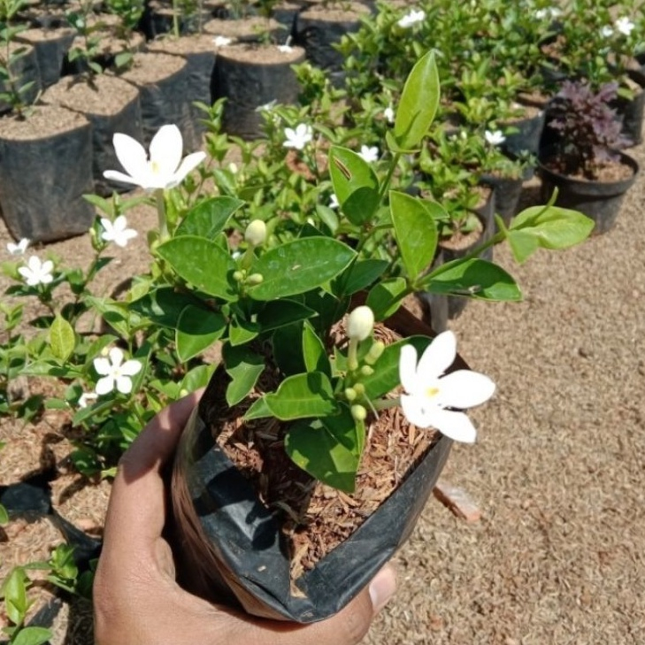 Jual Adelonz Tanaman Bunga Melati Jasmine Bunga Melati Yasmin / Tanaman ...
