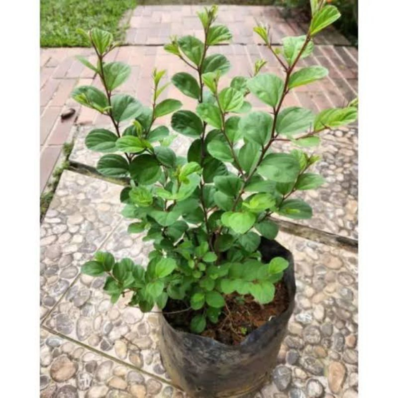 Jual Pohon Bidara Arab Berduri Asli – Tanaman Hidup Bidara Arab Mudah ...