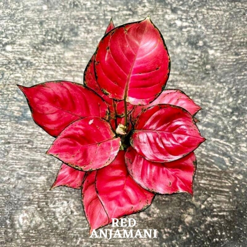 Jual Aglonema Red Anjamani Merah Menor Tanaman Hias Bunga Aglaonema ...