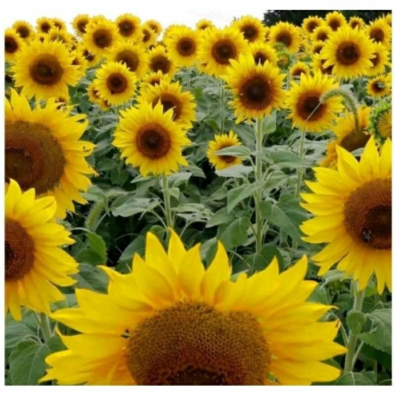 Jual 8 biji bibit/benih bunga matahari | Shopee Indonesia
