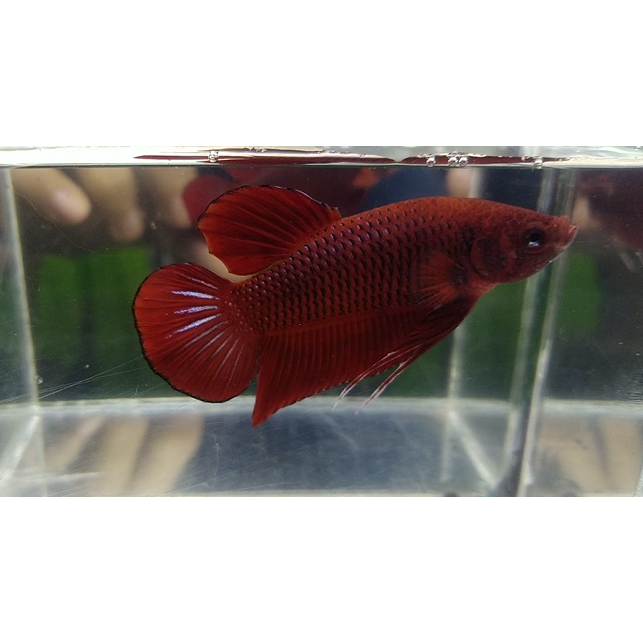 Jual Cupang Bagan Aduan Merah Api Bloody Red Hiasan Ruangan Real Pict ...