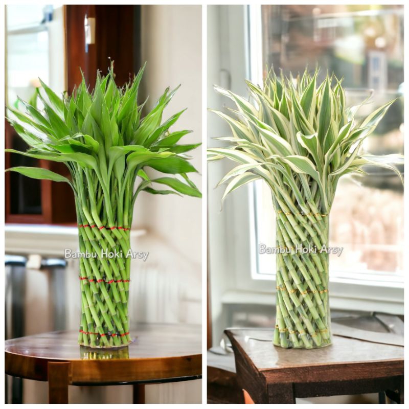 Jual Bambu Hoki Bambu Rejeki Sangkar | Shopee Indonesia