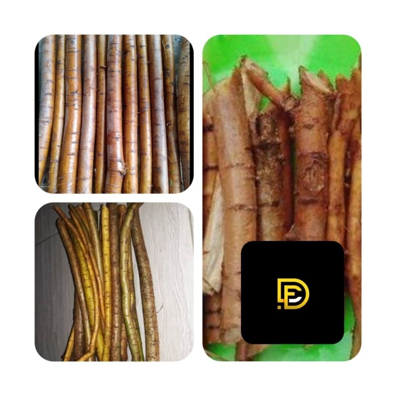 Jual Akar tuba segar alami organik 1 kg | Shopee Indonesia