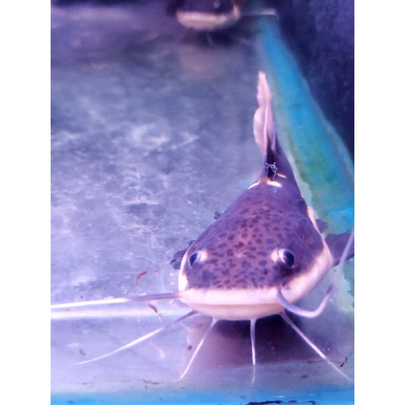 Jual Red Tail Catfish / RTC lele Catfish / Tankmate Arowana / ikan hias ...