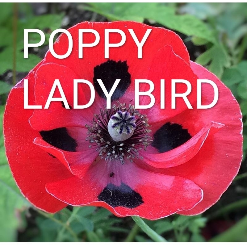 Jual Biji bunga Papaver Commutatum Poppy Ladybird | Shopee Indonesia