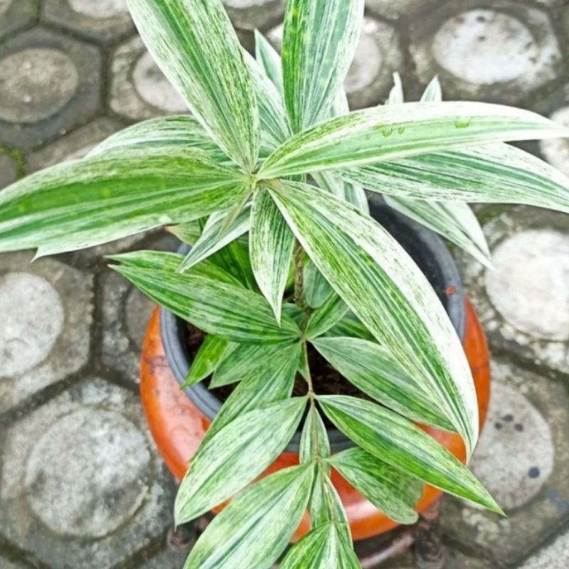 Jual Tanaman Hias Dracaena Putih Bunga Bambu Jepang Dracena Hidup ...