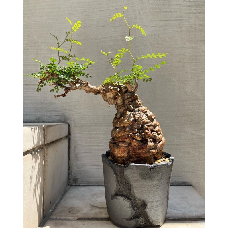 Jual tanaman hias unik operculicarya pachypus caudex madagascar -+7cm | Shopee Indonesia