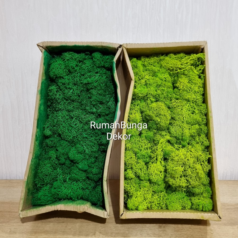 Jual Reindeer Moss / Lumut Moss ( Ada 3 Warna ) | Shopee Indonesia