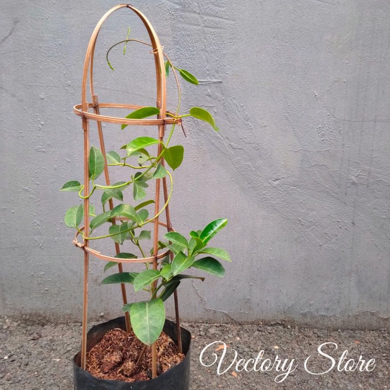 Jual Vectory Store - Tanaman Hias Rambat Madagascar Jasmine / Stefanot ...