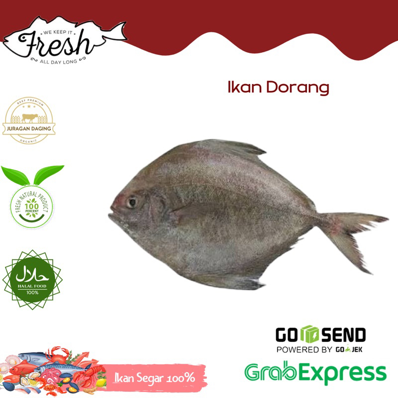 Jual IKAN DORANG SUPER/BAWAL LAUT SUPER FRESH 1kg | Shopee Indonesia