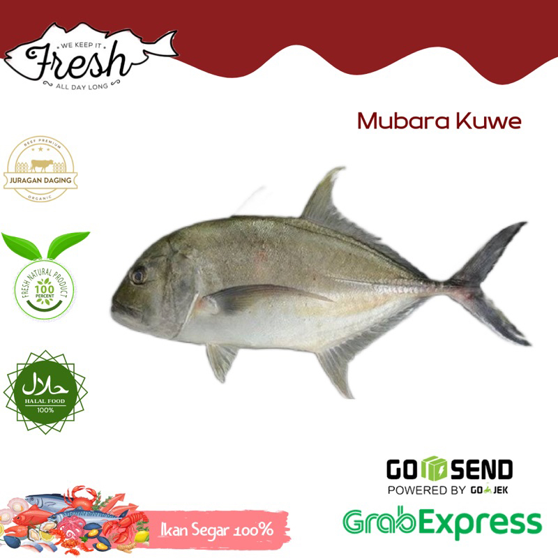 Jual IKAN MUBARA FRESH 1kg | Shopee Indonesia
