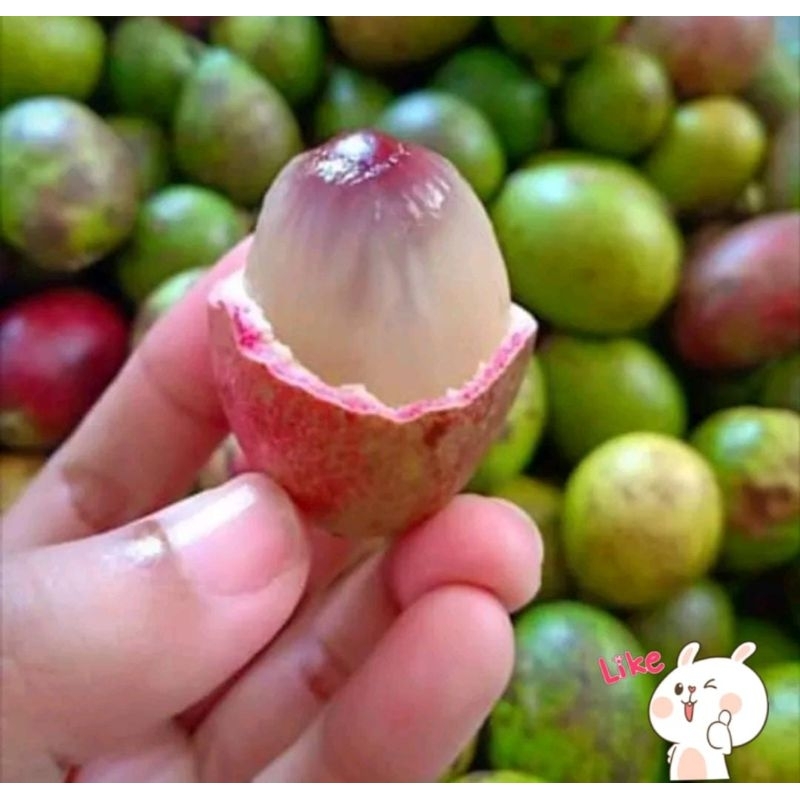 Jual [SUPER] Buah Matoa Fresh Petikan - Perpaduan rasa rambutan ...