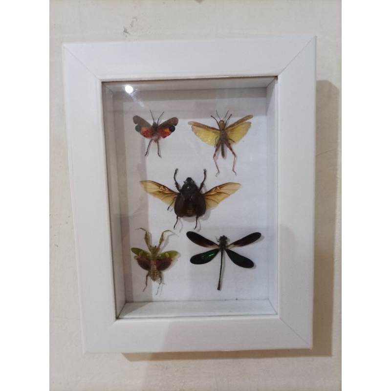 Jual taxydermi awetan serangga 5 ordo dalam pigura 15 x20cm | Shopee ...