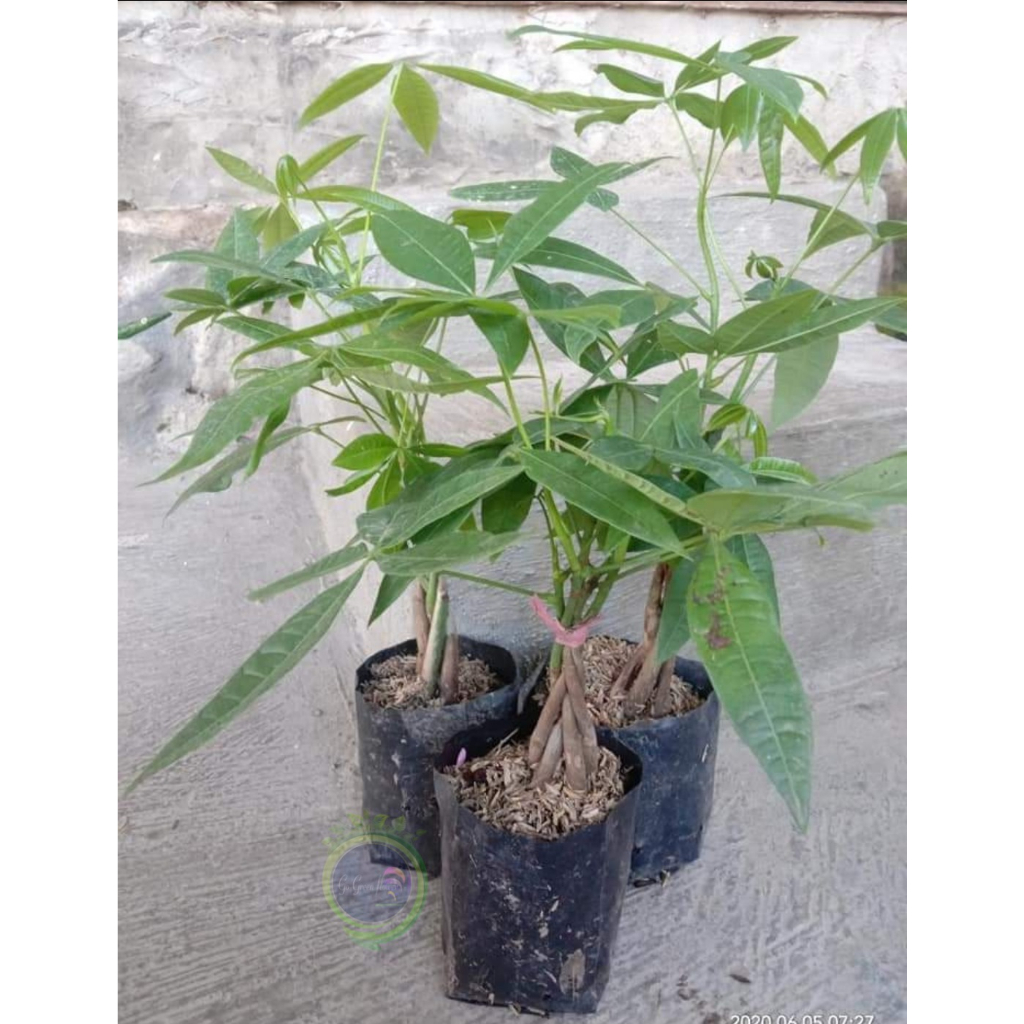 Jual PACIRA KEPANG Pachira atau money plant TANAMAN HIAS PACIRA KEPANG ...