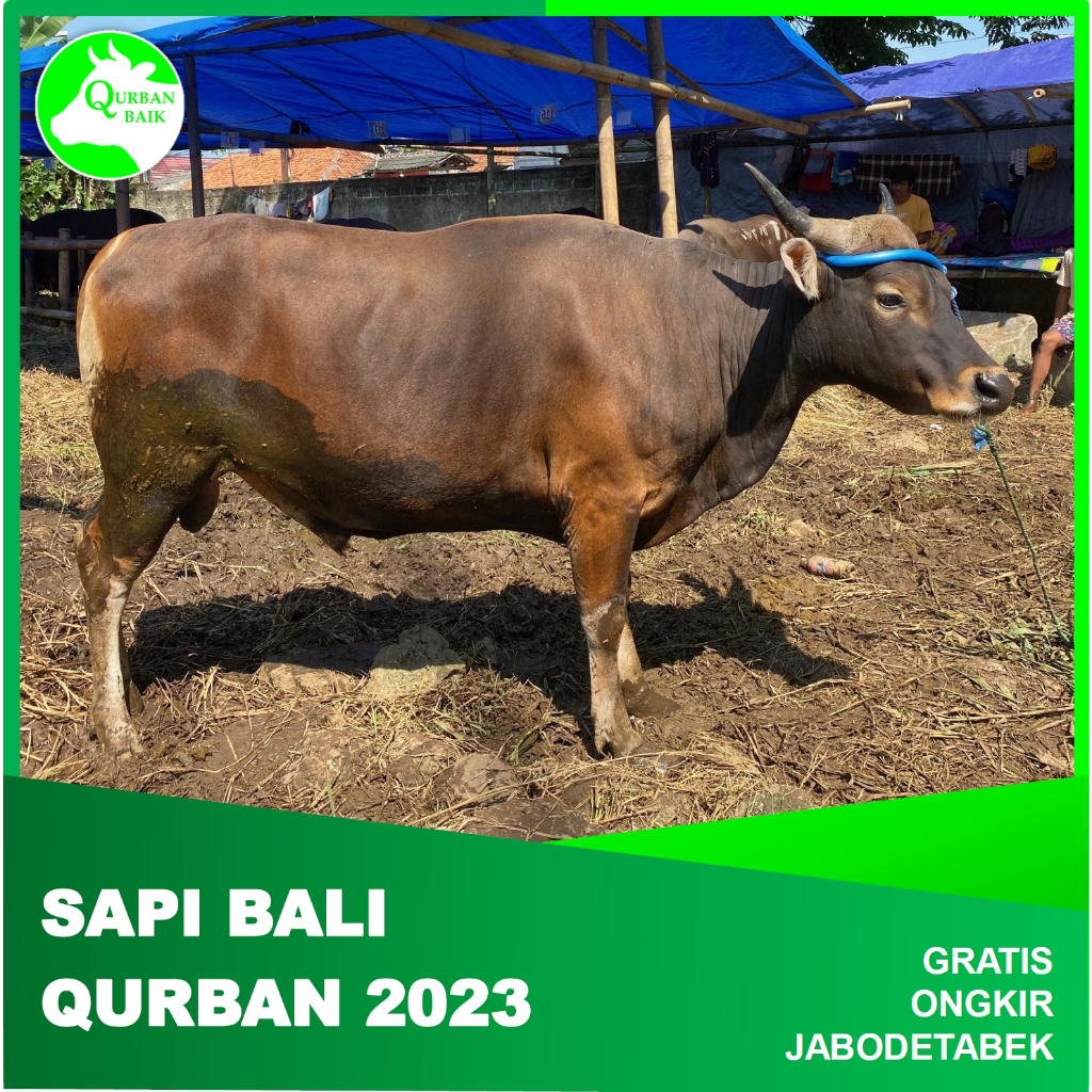 Jual SAPI BALI QURBAN 200 KG - 300 KG TAHUN 2023 SAPI BALI KURBAN MURAH HEWAN IDUL ADHA 1444 H ...