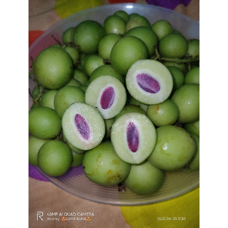 Jual Jatake gandaria 500 gram | Shopee Indonesia