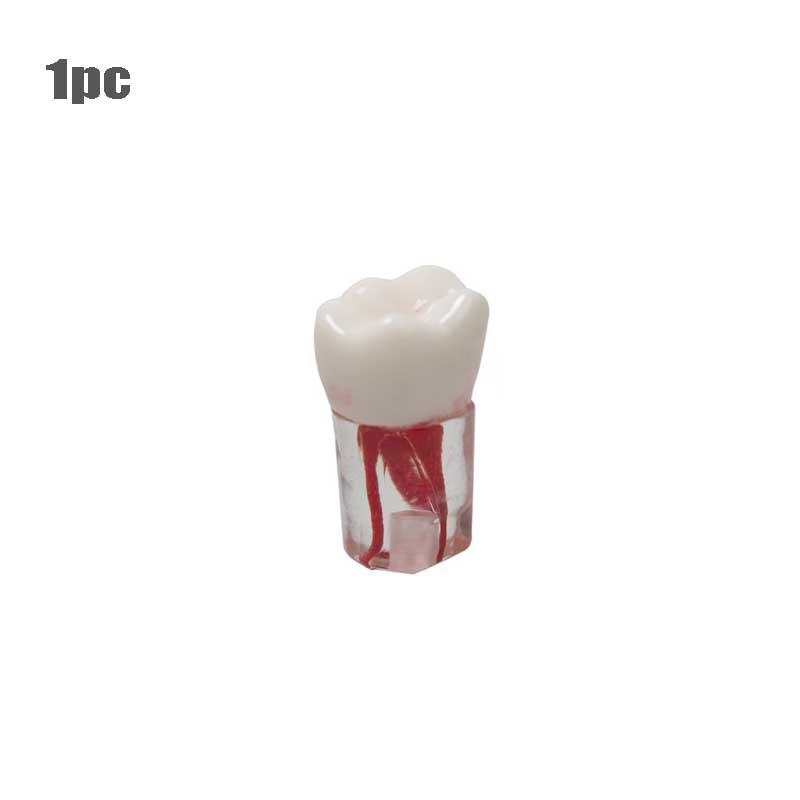 Jual Model Gigi Endo Endodontik / Gigi Endodontik Dengan Saluran Akar ...