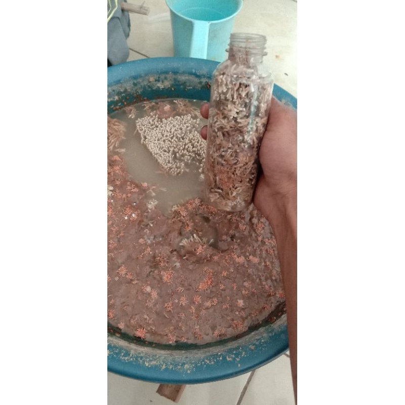 Jual bibit biang JAKABA 250ml isinya full sebotol kualitas mudah di ...