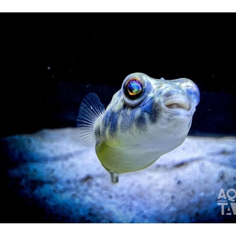 Jual fahaka puffer fish / ikan buntal fahaka / ikan air tawar mini 2,5 ...