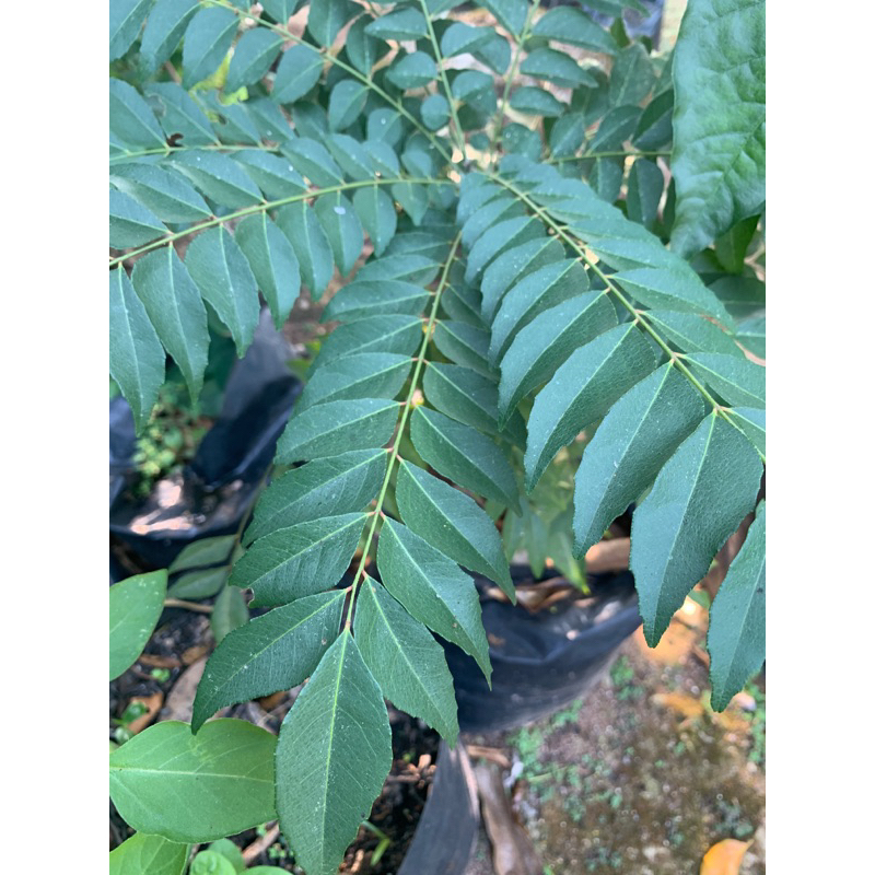 Jual daun kari | Shopee Indonesia