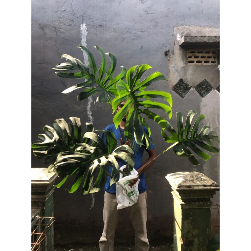 Jual Monstera Brazilian Form | Shopee Indonesia
