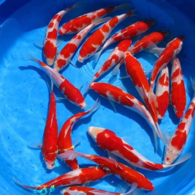 Jual koi platinum slayer variasi | Shopee Indonesia