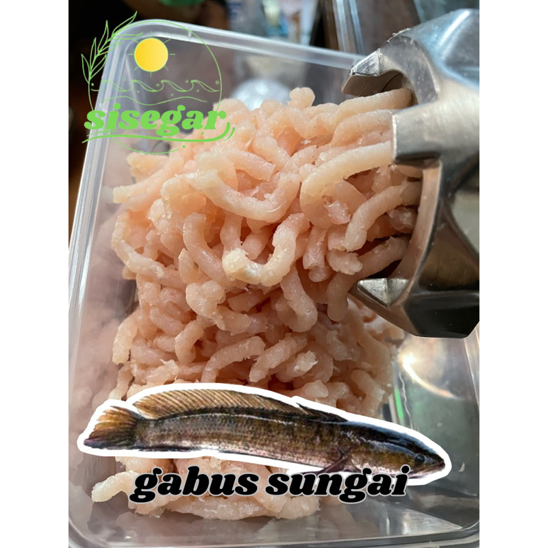 Jual Gabus Sungai Giling 100% Murni Daging kualitas PREMIUM kering ...
