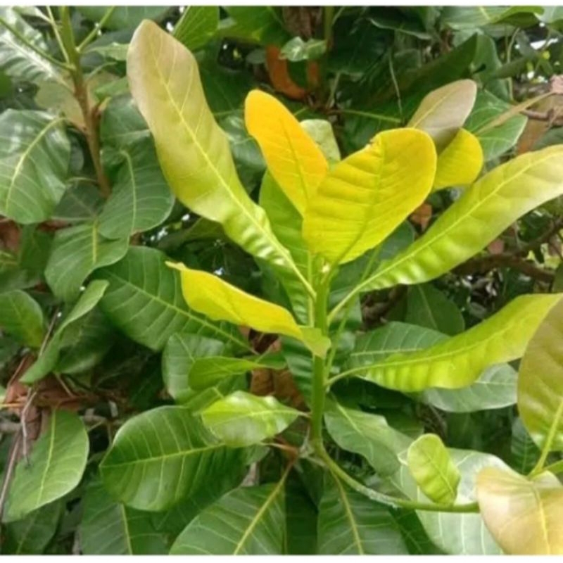 Jual Daun jambu mete segar jambu monyet fresh 100 gram di ambil dadakan ...
