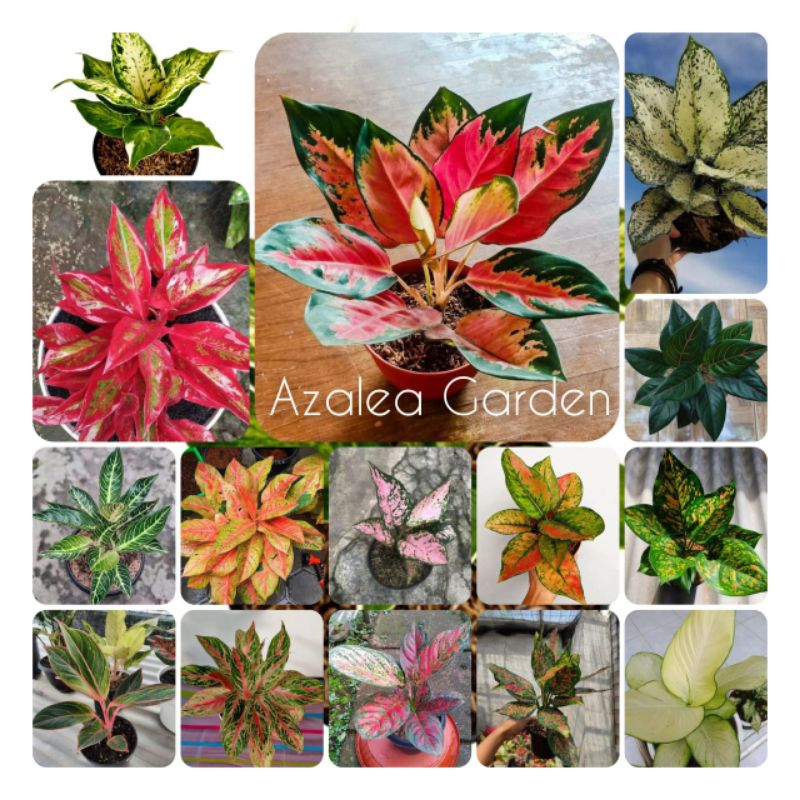 Jual Paket Aglonema 15 Jenis daun rimbun | Shopee Indonesia