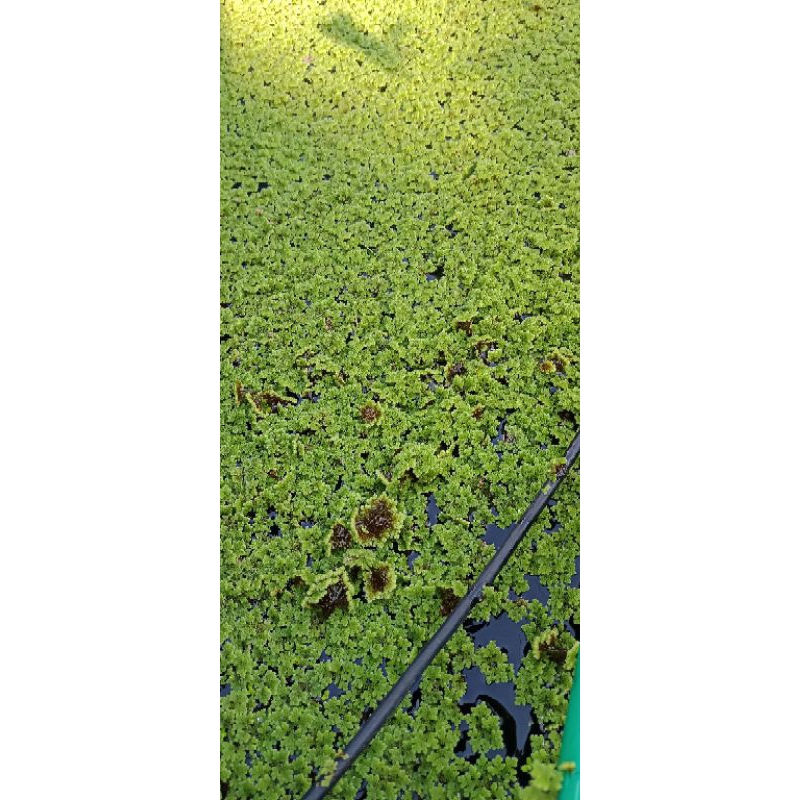 Jual AZOLLA 1 KILO AZZOLLA AZOLLA MICROPHYLLA PAKAN ALTERNATIF TERBAIK ...