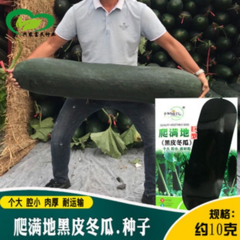 Jual Labu Melon Hitam Super Jumbo 10 gram Berat buah 15-30 kg F1 Import ...