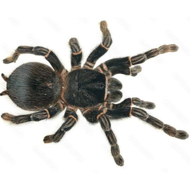 Jual Tarantula Lasidora Parahybana | Shopee Indonesia
